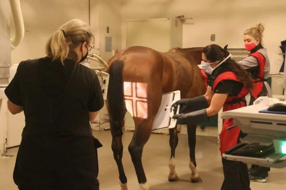 Veterinary Radiology & Diagnostic Imaging | Veterinary Medical Center